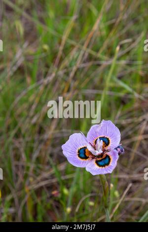 Flower of the endangered Moraea villosa in natural habitat near Tulbagh ...