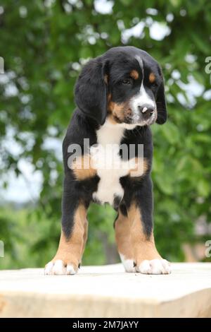 Amazing puppy standing on the table, Greater Swiss Mountain Dog Stock ...