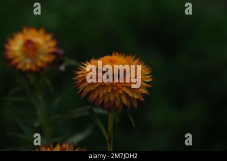Chrysanthemum : “the Queen of fall flowers Stock Photo - Alamy