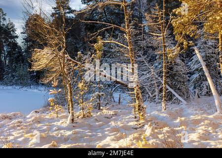 Winter landscape, Kampinoska Forest, Poland Stock Photo - Alamy