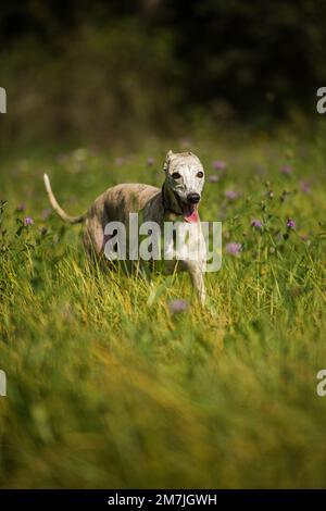 Whippet in a summer meadow Stock Photo - Alamy
