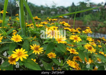 Beauty spring flower melampodium divaricatum or yellow butter daisy2 ...