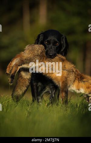 Great munsterlander dog with a dead fox in a summer meadow Stock Photo ...
