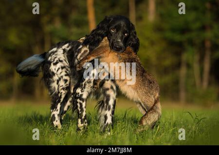 Great munsterlander dog with a dead fox in a summer meadow Stock Photo ...