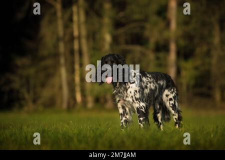 Great munsterlander dog in a summer meadow Stock Photo - Alamy