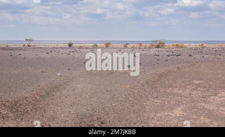 Scenic view of the panaramic desert landscapes in Loiyangalani in ...