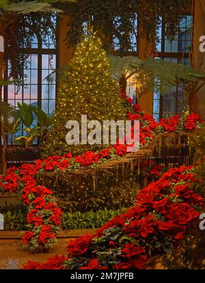 Christmas scene, Exhibition Hall, poinsettias, lighted trees, fountain ...