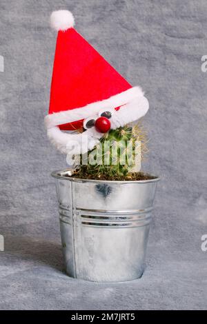 green cactus with red christmas hat or bonnet in white pot. Funny ...