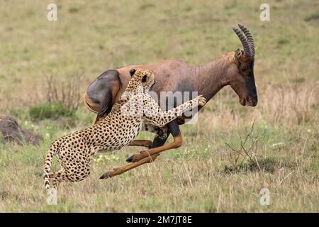 THRILLING and ACTION-PACKED images of two young cheetahs chasing a topi ...