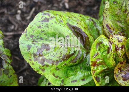 Forellenschluss (Speckled Trout Lettuce) 'Lactuca Sativa' grown in the ...
