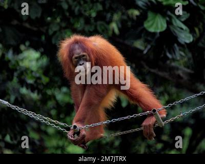THIS ORANGUTAN was captured showing off his graceful dance moves at the ...