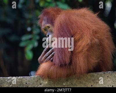 THIS ORANGUTAN was captured showing off his graceful dance moves at the ...