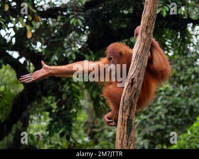 THIS ORANGUTAN was captured showing off his graceful dance moves at the ...