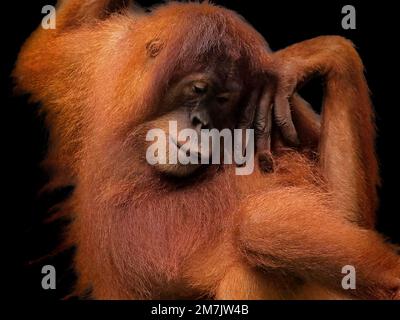 THIS ORANGUTAN was captured showing off his graceful dance moves at the ...