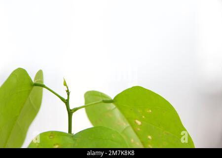 Pongamia Pinnata leaf Stock Photo - Alamy