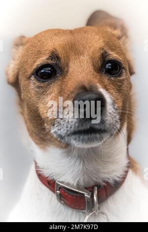 Headshot of a cute Jack Russell terrier dog with an open mouth Stock ...
