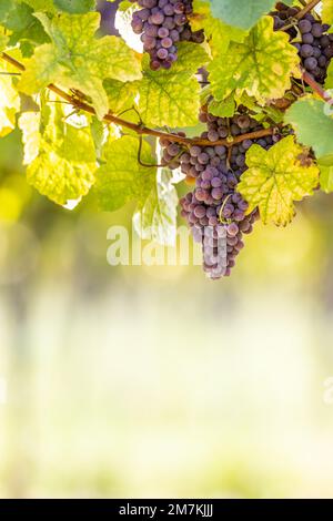 Purple bunches of grapes of the Red Traminer variety in a vineyard ...