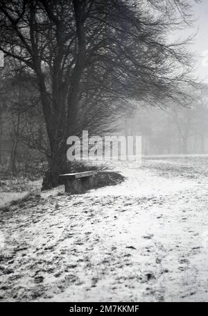 1955, historical, wintertime and in a snow-covered woods, a pretty ...