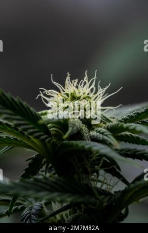 Hemp (Cannabis sativa) flowering in herbaceous border Stock Photo - Alamy