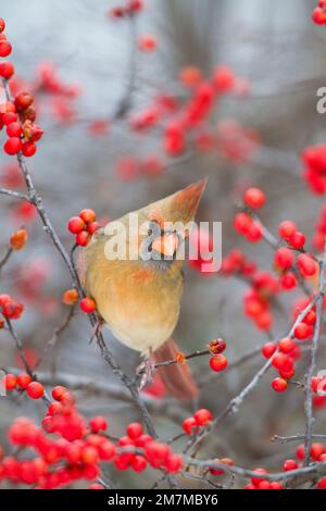Female Northern Cardinal in Winterberry Stock Photo - Alamy