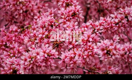 Flowers. Cheery blossom. Light and shadow. Pink background. Duke ...