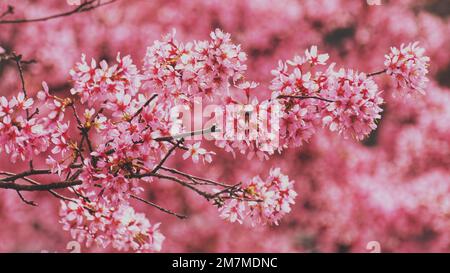 Flowers. Cheery blossom. Light and shadow. Pink background. Duke ...