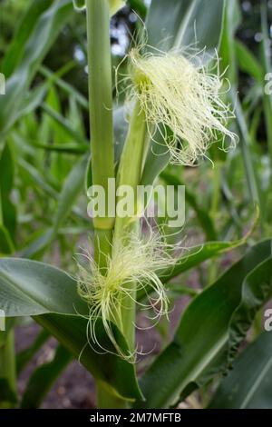 Mexican tortilla corn cob maize on wooden table in Mexico Stock Photo ...
