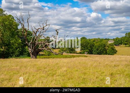 Landscaped parkland off Riffhams Lane Danbury Essex Stock Photo - Alamy