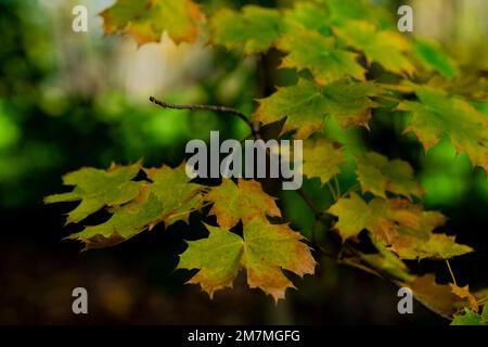 Discolored leaves on a young maple tree in autumn, shallow depth of ...