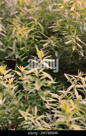 Typical common leafy green plants growing in the sunny summer meadow ...