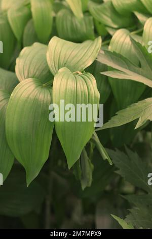 Typical common leafy green plants growing in the sunny summer meadow ...