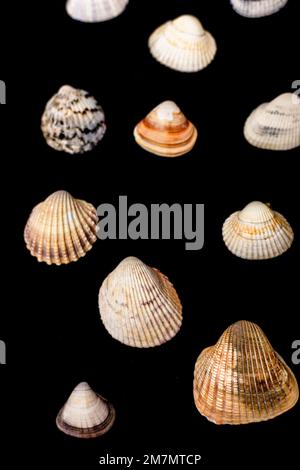 Seashell collection, shells different on blue and orange background ...