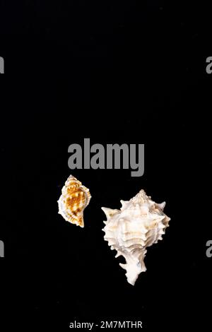 Beautiful sea shell on dark background Stock Photo - Alamy