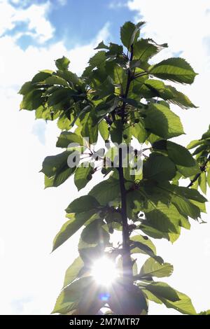cherry tree leaves under blue sky in harmonic yellow autumn colors ...