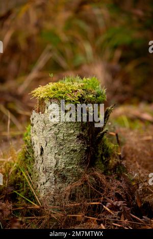 Old stump covered with moss, close-up in the thicket of the forest ...