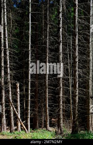 Diseases of deciduous forest trees Stock Photo - Alamy