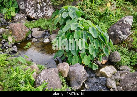 Brook near Poco do Bacalhau with the big leaves of the plant of inhame ...