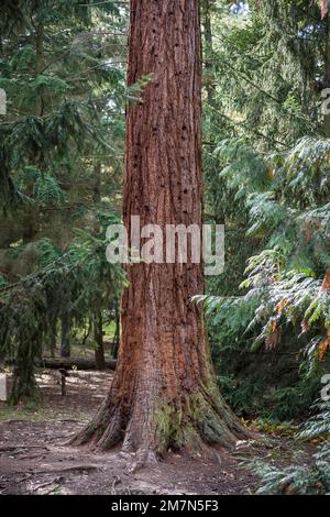 Redwood trees (Wellingtonia gigantea also Adalbert-Wellingtonia) at ...