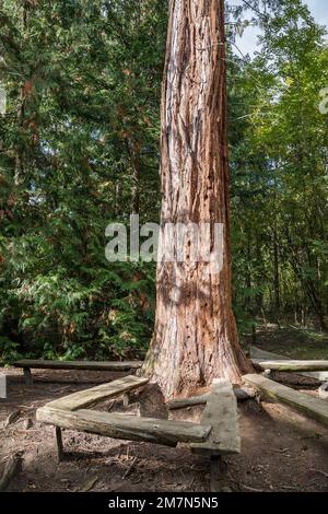 Redwood trees (Wellingtonia gigantea also Adalbert-Wellingtonia) at ...