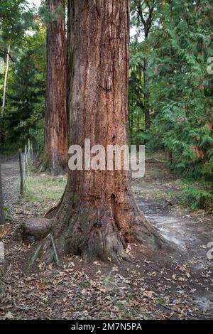 Redwood trees (Wellingtonia gigantea also Adalbert-Wellingtonia) at ...