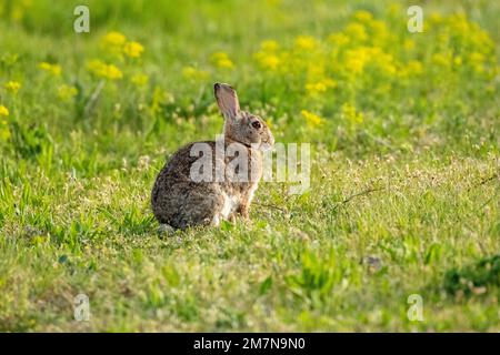 Wild Rabbit (Oryctolagus cuniculus) in the Uk Stock Photo - Alamy