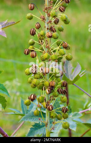 The miracle tree, castor tree or ricinus ( Ricinus communis Stock Photo ...