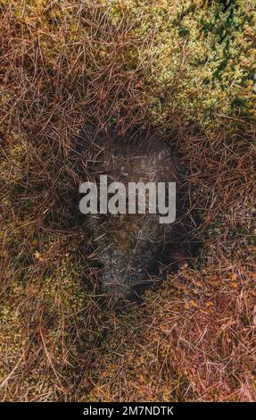 A close-up shot of a frozen shore of a river Stock Photo - Alamy