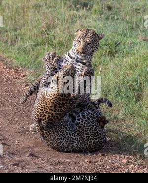 A vicious fight. Masai Mara, Kenya: EYE-WATERING images show two zebras ...