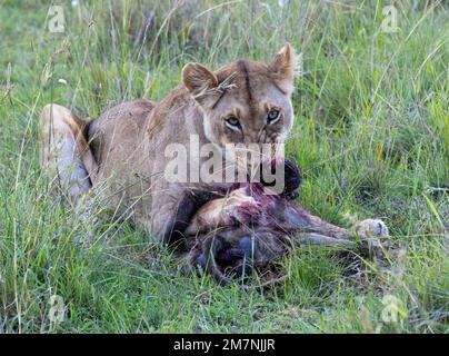 lioness feasting on dead baboon, Masai Mara National Park, Kenya Stock ...