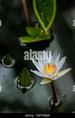 Water Lily at the Pond Brooklyn Botanic Garden Stock Photo - Alamy