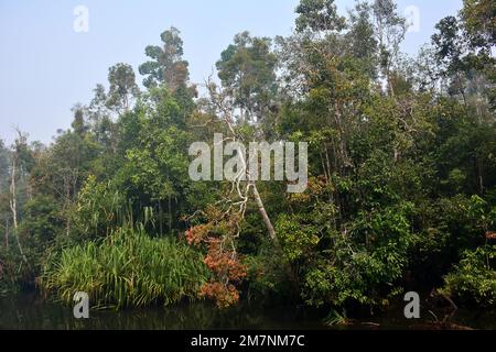 swamp forest, Tanjung Puting National Park, Kalimantan, Borneo island ...