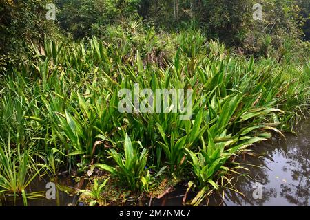swamp forest, Tanjung Puting National Park, Kalimantan, Borneo island ...