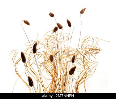 Dried bunny tail grass in vase on sunset. Shadows on the wall. Minimal ...