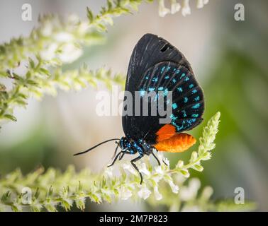 Close up of Atala butterfly Stock Photo - Alamy